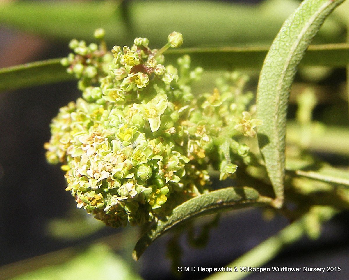 Searsia lancea : The Olievenhout Farm Wildflower Nursery