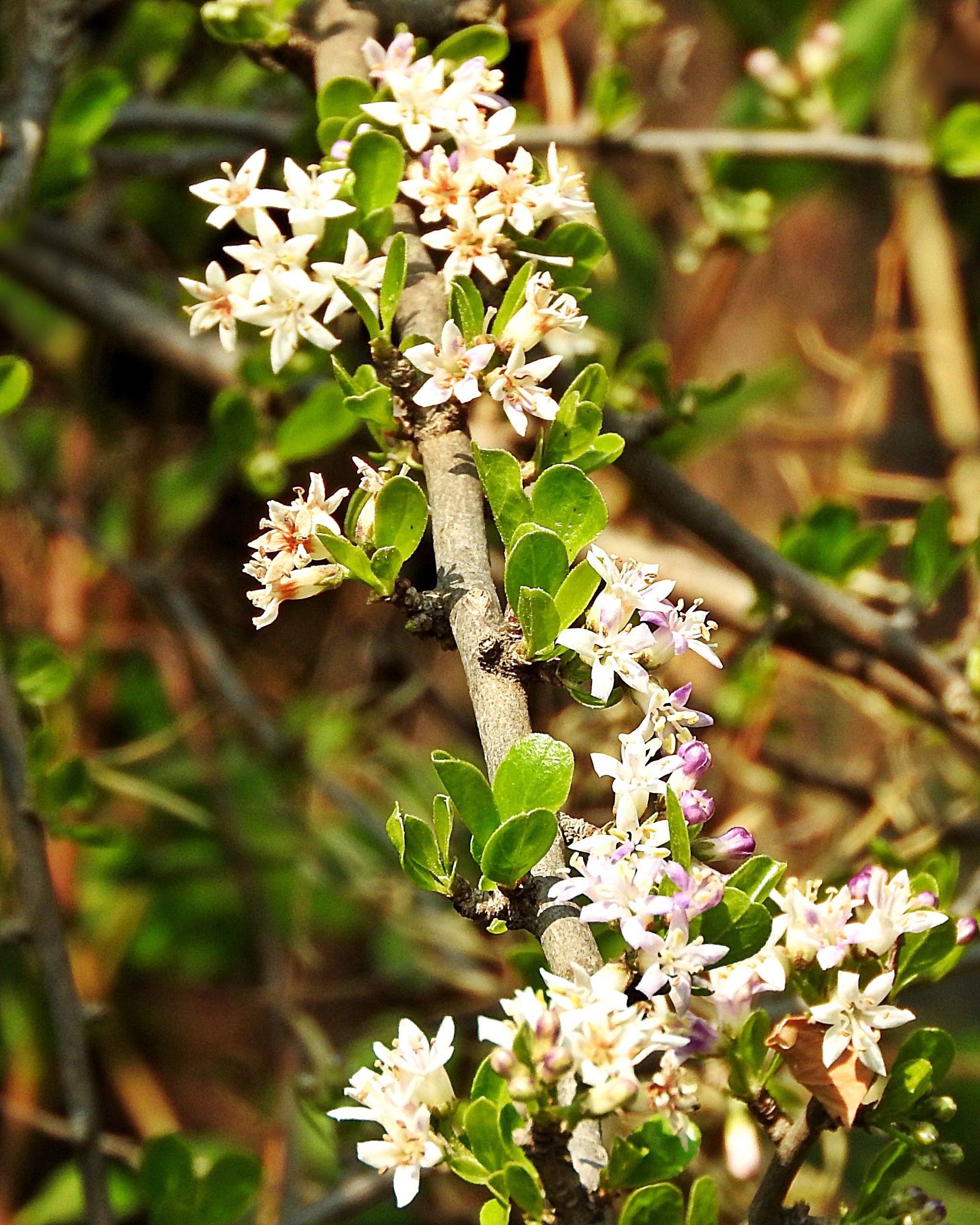 Ehretia rigida nervifolia : The Olievenhout Farm Wildflower Nursery