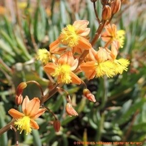 Bulbine frutescens : The Olievenhout Farm Wildflower Nursery