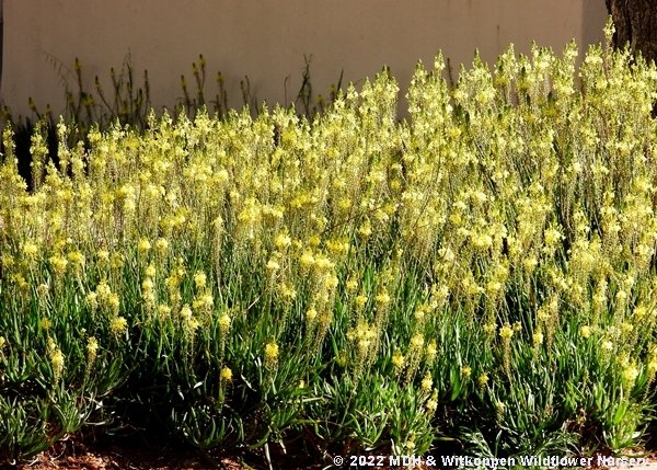 Bulbine frutescens : The Olievenhout Farm Wildflower Nursery